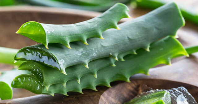 Benefícios da aloé vera para a pele e cabelo | ncultura