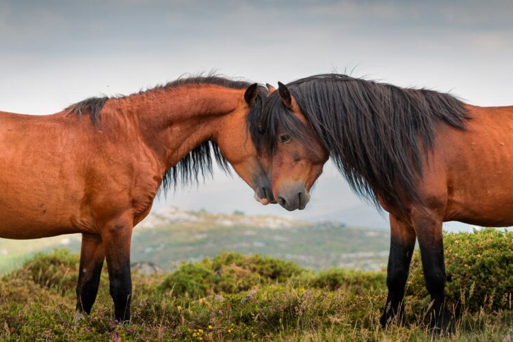 Garrano, a raça de cavalos selvagens do Gerês