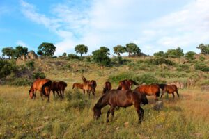 Garrano, a raça de cavalos selvagens do Gerês