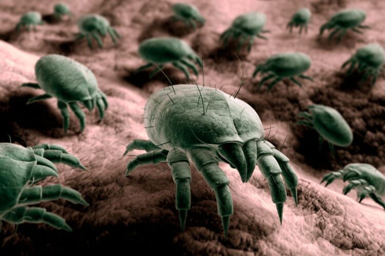 Métodos eficazes para ter a sua casa livre de ácaros