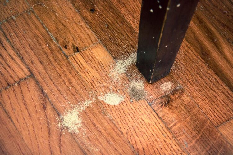 Eliminar o bicho da madeira: como se livrar dessa praga