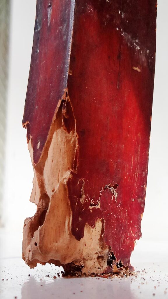 Eliminar o bicho da madeira: como se livrar dessa praga