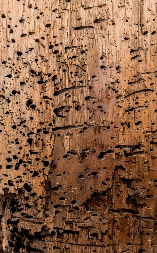 Eliminar o bicho da madeira: como se livrar dessa praga