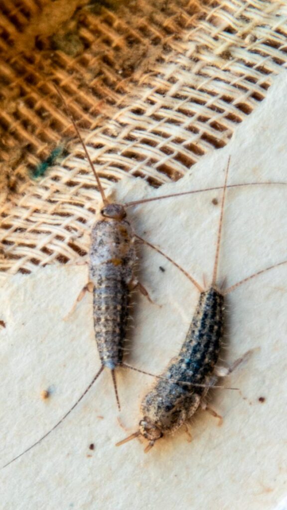 Insetos em casa: saiba o que os atrai e como evitá-los