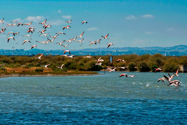 Salinas do Samouco: ouro branco no rio Tejo