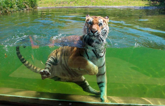 5 jardins e parques zoológicos perto do Porto de visita obrigatória