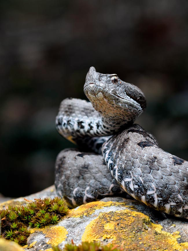 Os animais mais venenosos de Portugal