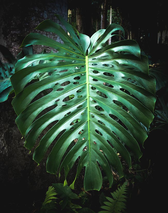 9 plantas de interior que não necessitam de luz direta 9 plantas de interior que não necessitam de luz direta