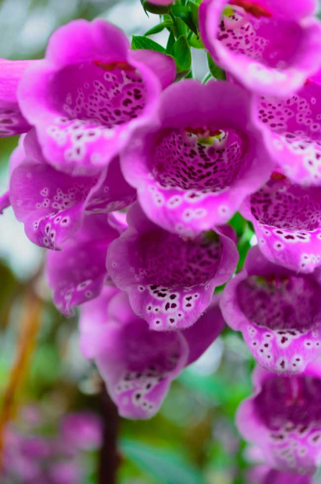 Espécies perigosas em Portugal: quais são e onde estão?